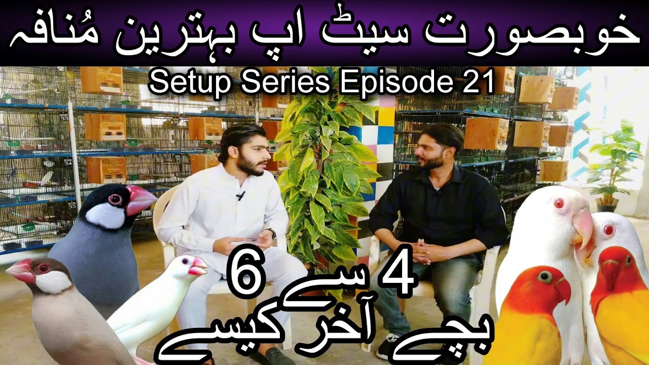 Visited java and love bird setup | Lovebird breeding setup | Lovebird ...