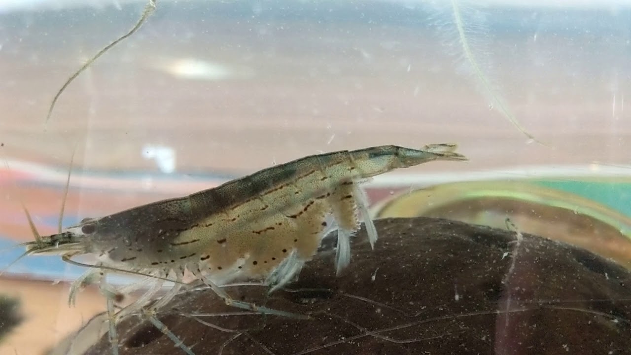 Ghost shrimp giving birth. - YouTube