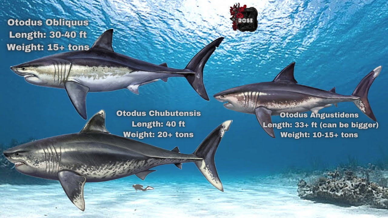 Otodus Chubutensis, Obliquus, and Angustidens - YouTube