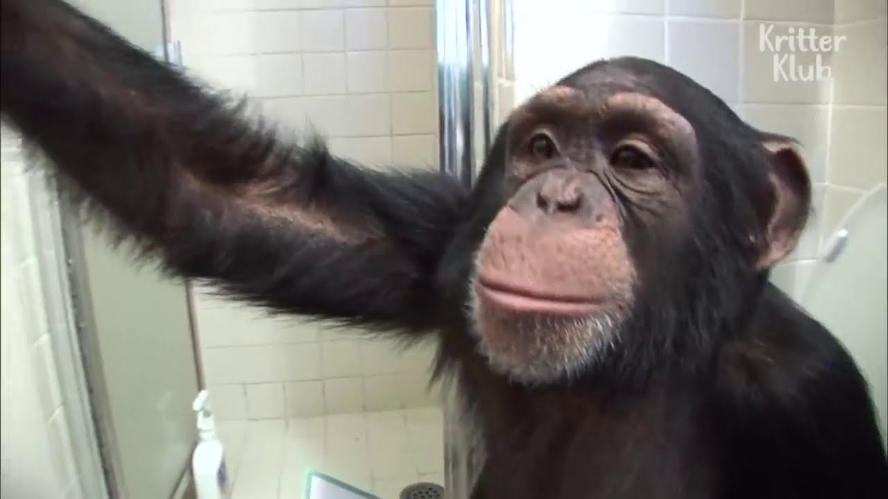Top 5 Smartest Monkeys (In the World!) - YouTube