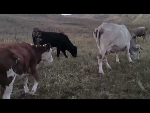 BİRİ 24 DİĞERİ 18 YAŞINDA ERZURUM YAYLALARINDA MELEZLEME YAPIYORLAR İŞİN HAKKINI VERİYORLAR 💪💪💪💪💪