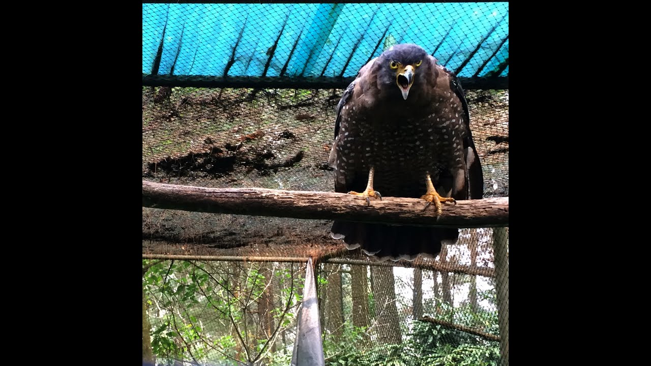 SUARA INDAH ELANG JAWA ( JAVA EAGLE ) DI SUAKA ELANG GUNUNG SALAK - YouTube