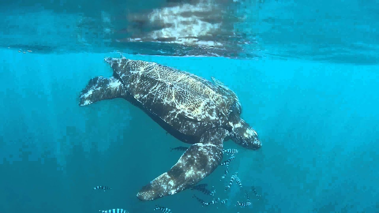 Magnifique tortue luth au large d'Arcachon sur le Masta'fish Guide de ...