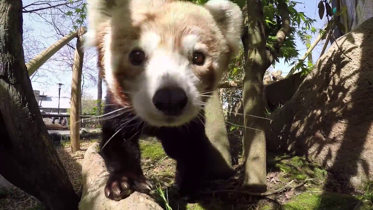 New red panda pair at Zoo Knoxville - YouTube