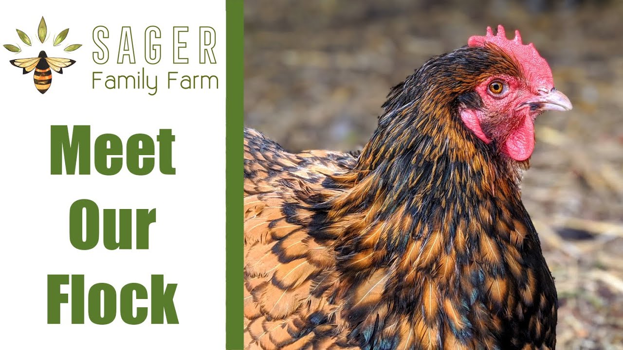 Meet Our Flock | Sager Family Farm - YouTube