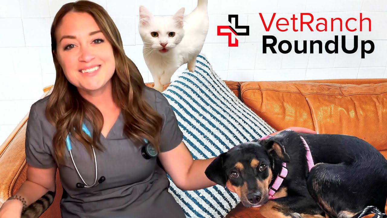 AN UNEXPECTED ADOPTION on Vet Ranch RoundUp! - YouTube