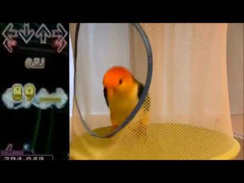 Birb Birb Revolution 2 - YouTube