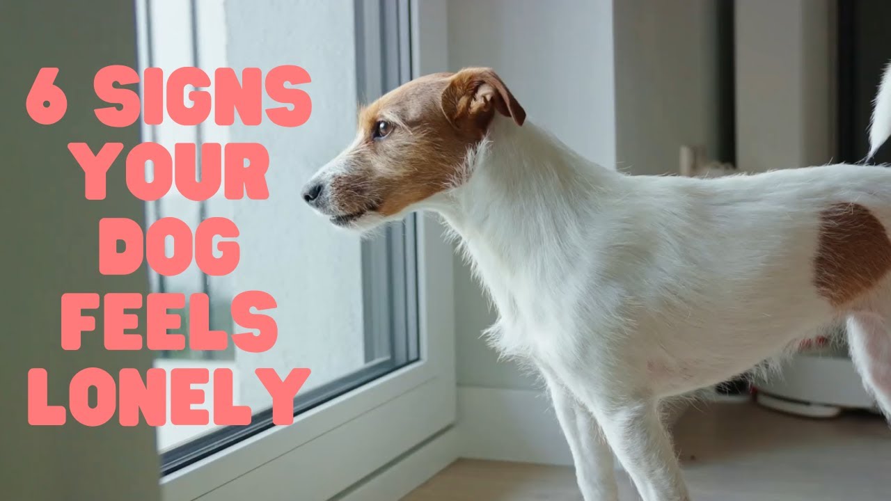 6 SIGNS Your Dog Feels LONELY in Less than 3 Minutes! - YouTube