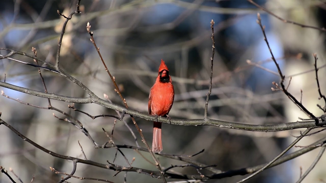 Northern Cardinal Multiple Songs - YouTube