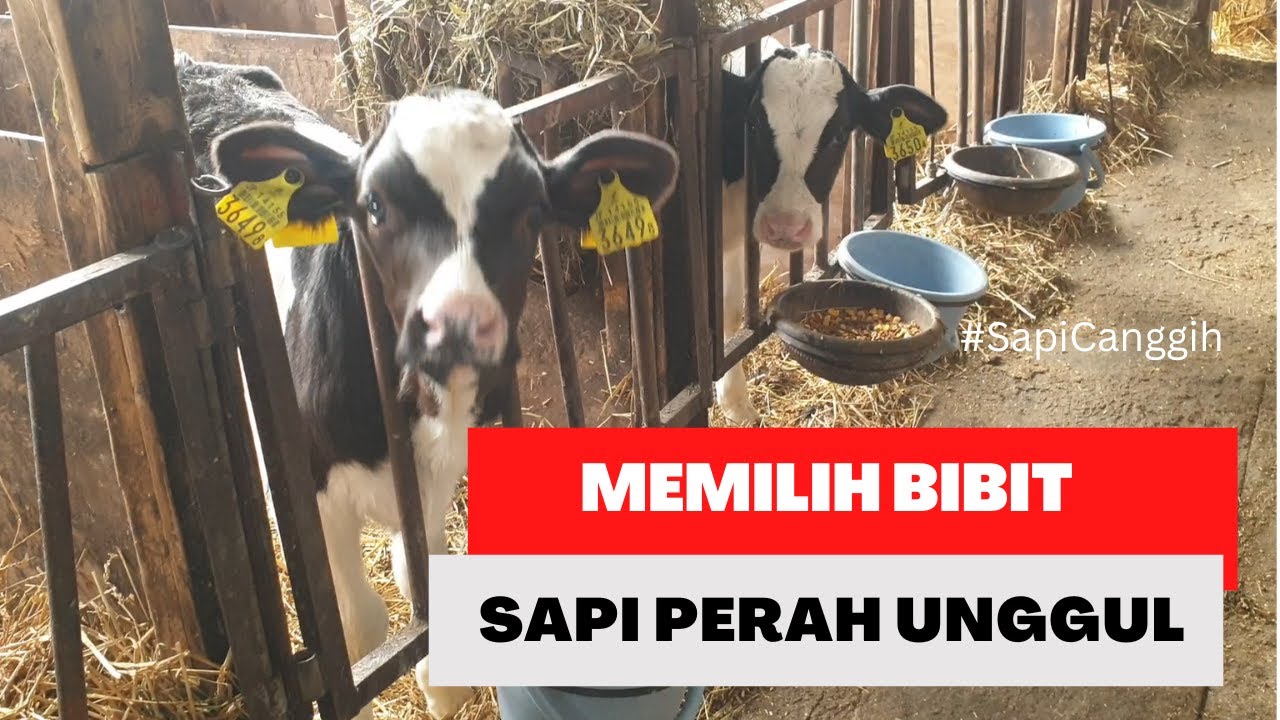 Memilih Bibit Sapi Perah Unggul - YouTube