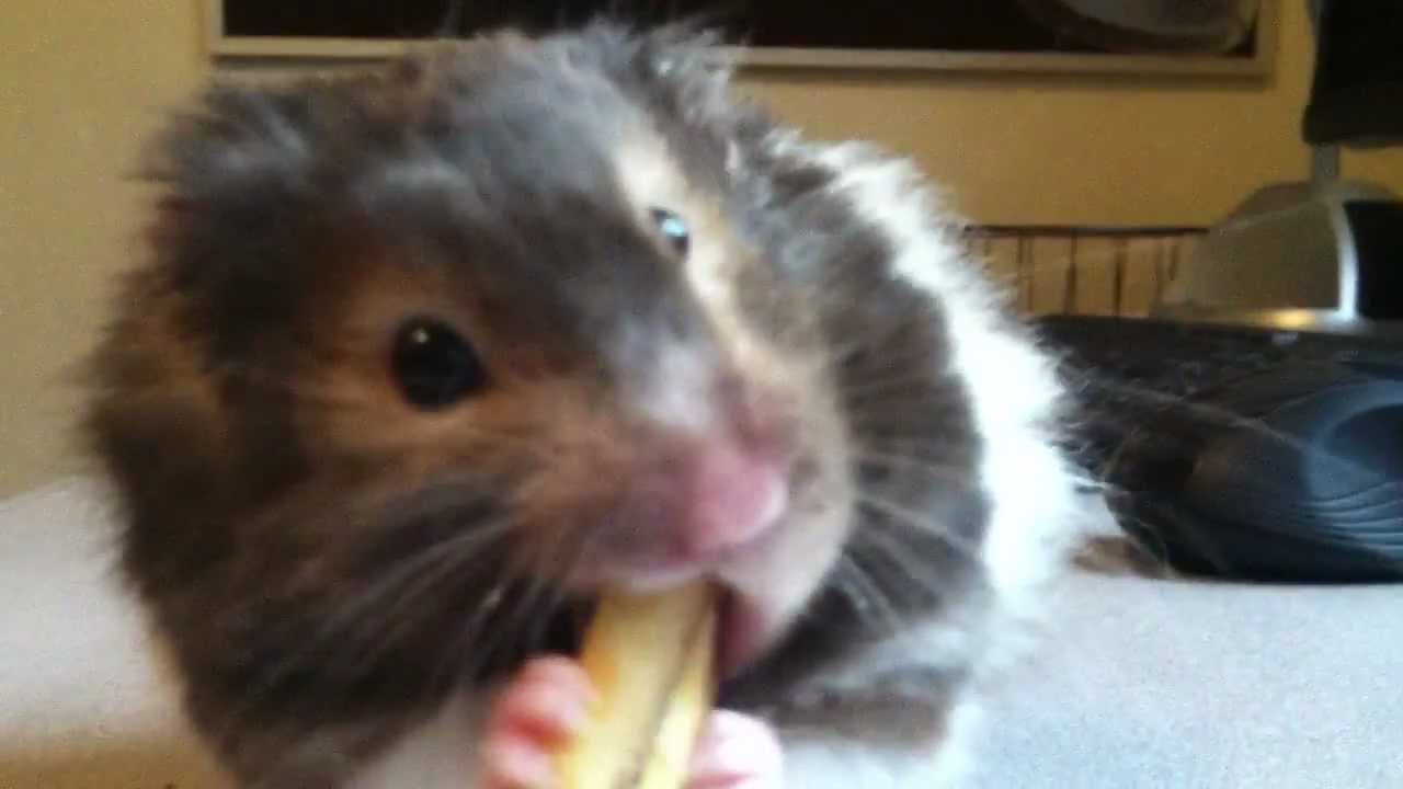 Cute hamster Oreo !! Our little hamster eating ! HQ - YouTube