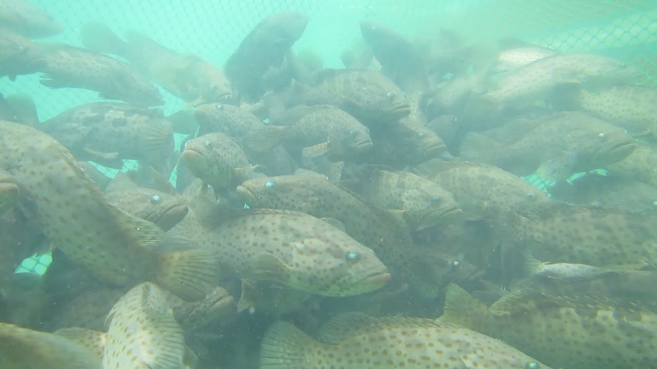 LIVE GROUPER "Lapu-Lapu Fish" - YouTube