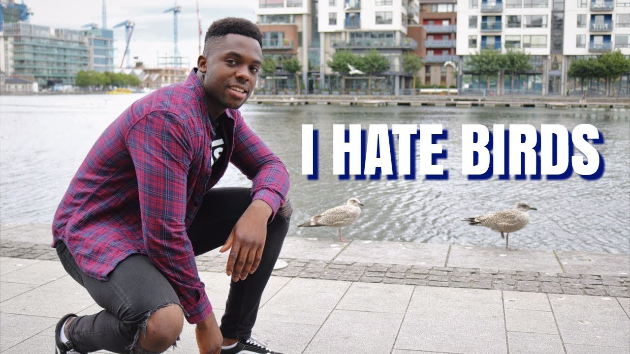 I HATE BIRDS - YouTube