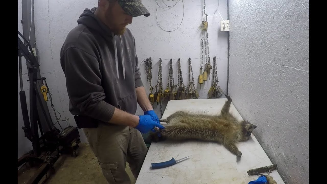*RACCOON* Skinning, Fleshing #TIME LAPSE# - YouTube