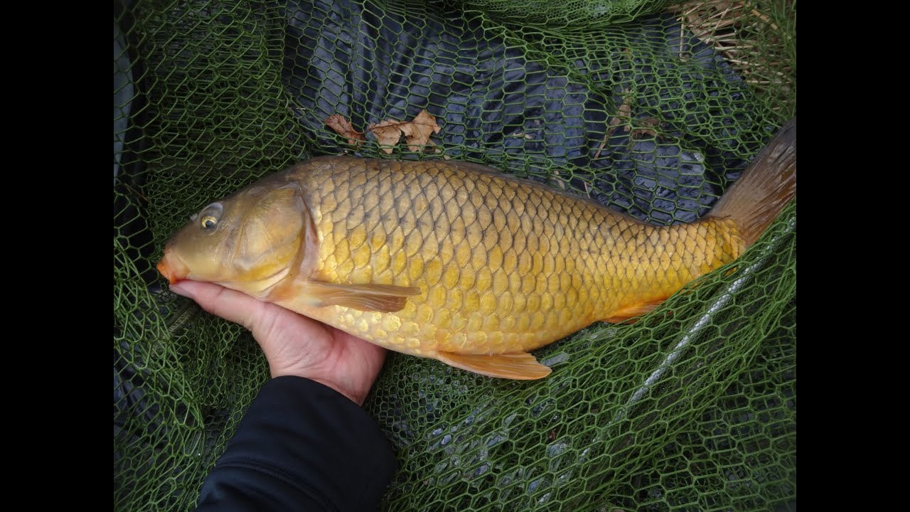 Fishing for Bullhead and Carp at the Upper Cooper River (Haddonfield ...