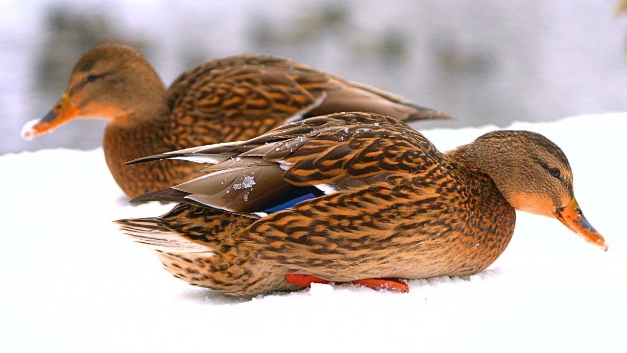 Female Arctic Mallard Duck Hens Takin It Easy, Sitting on the Snow, by ...