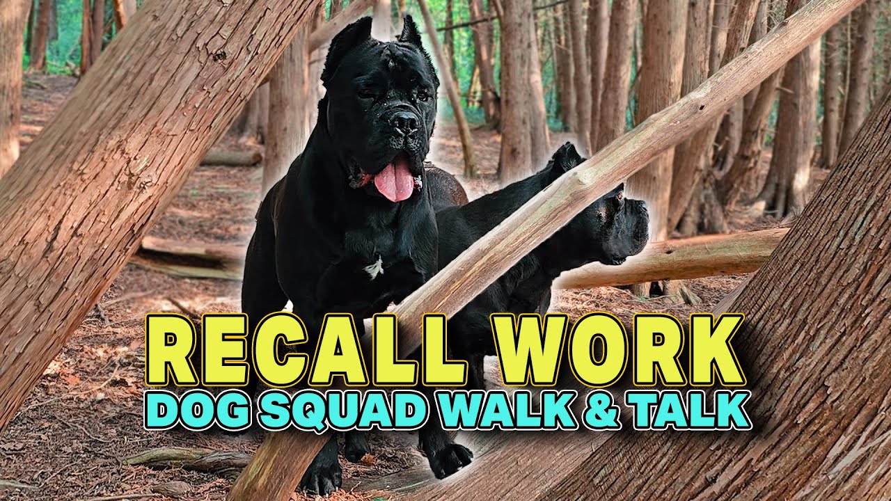 Cane Corso RECALL Work - Dog Squad Walk & Talk - YouTube