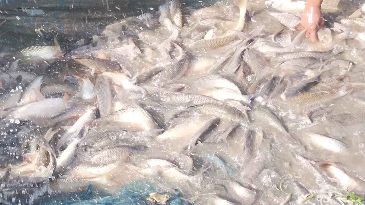 Unbelievable pond big net fishing video|| How to best big net fish ...