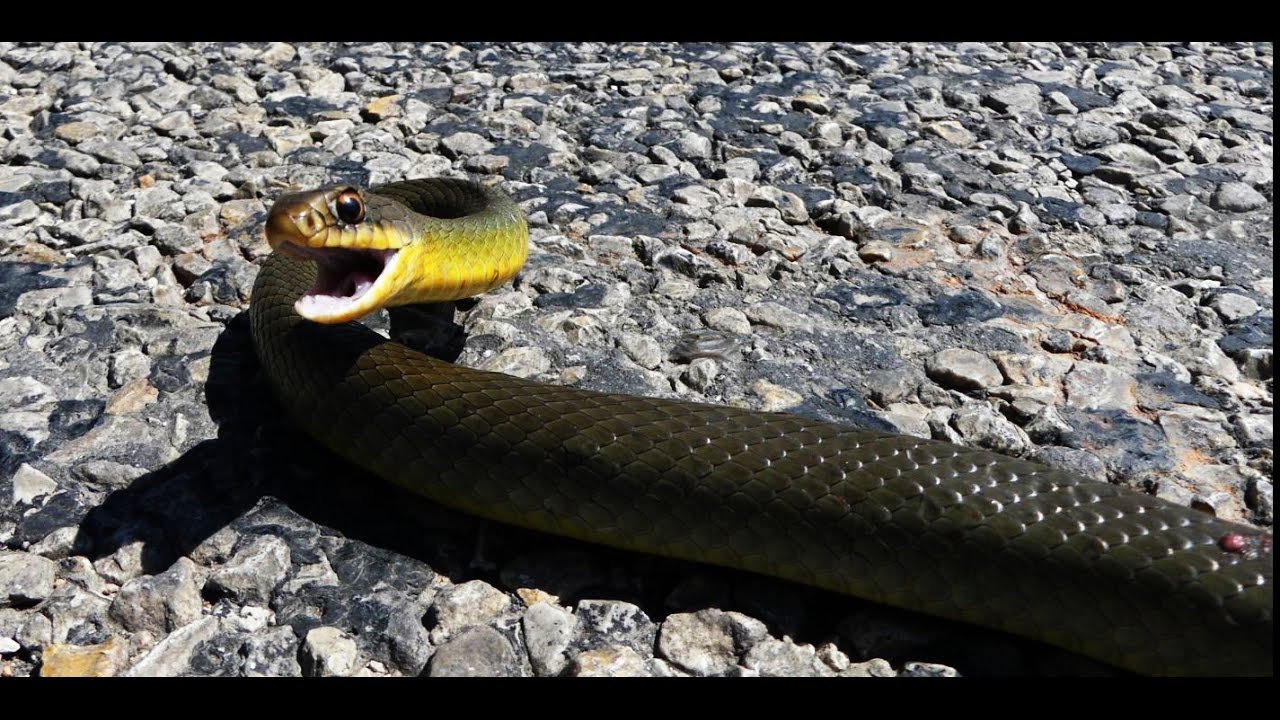 Injured Green Grass Snake .. Euthanized .. San Marcos Texas .. Lumix ...