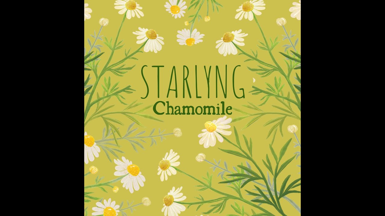 chamomile - YouTube