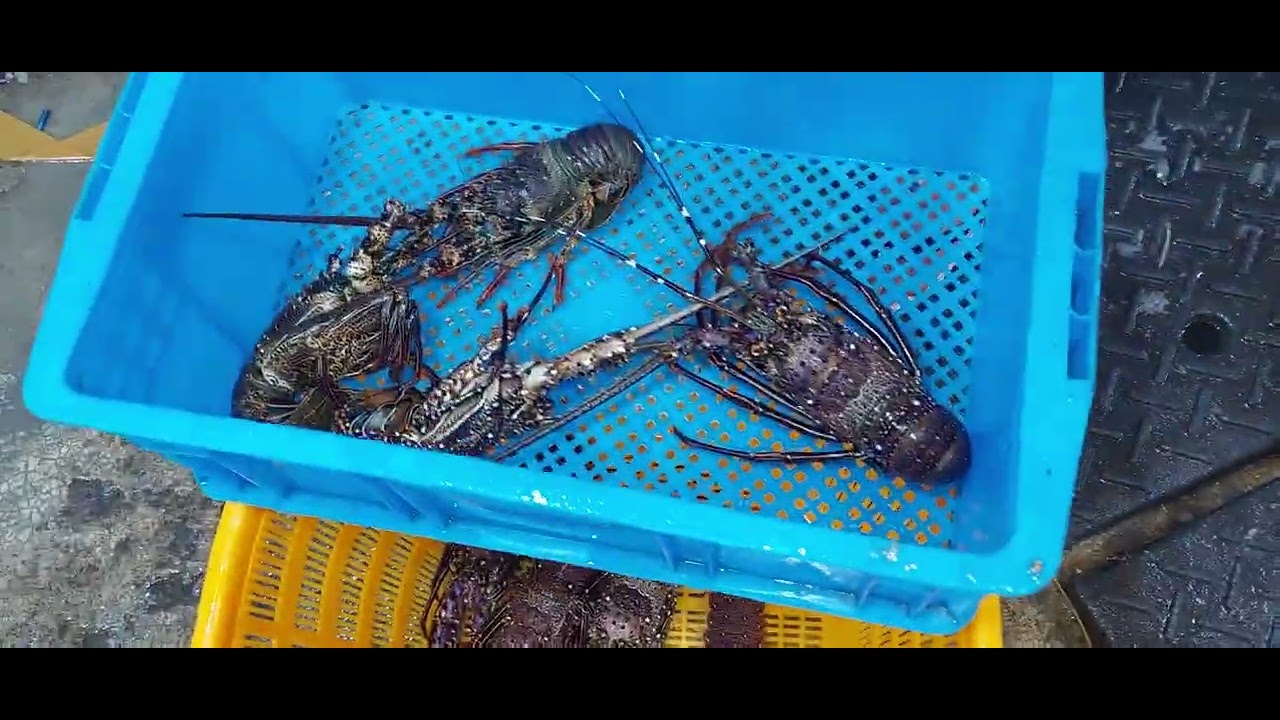 DAMING HULING LOBSTER RED LOBSTER ASWANG LOBSTER BLACK SLIPPER AT IBA ...