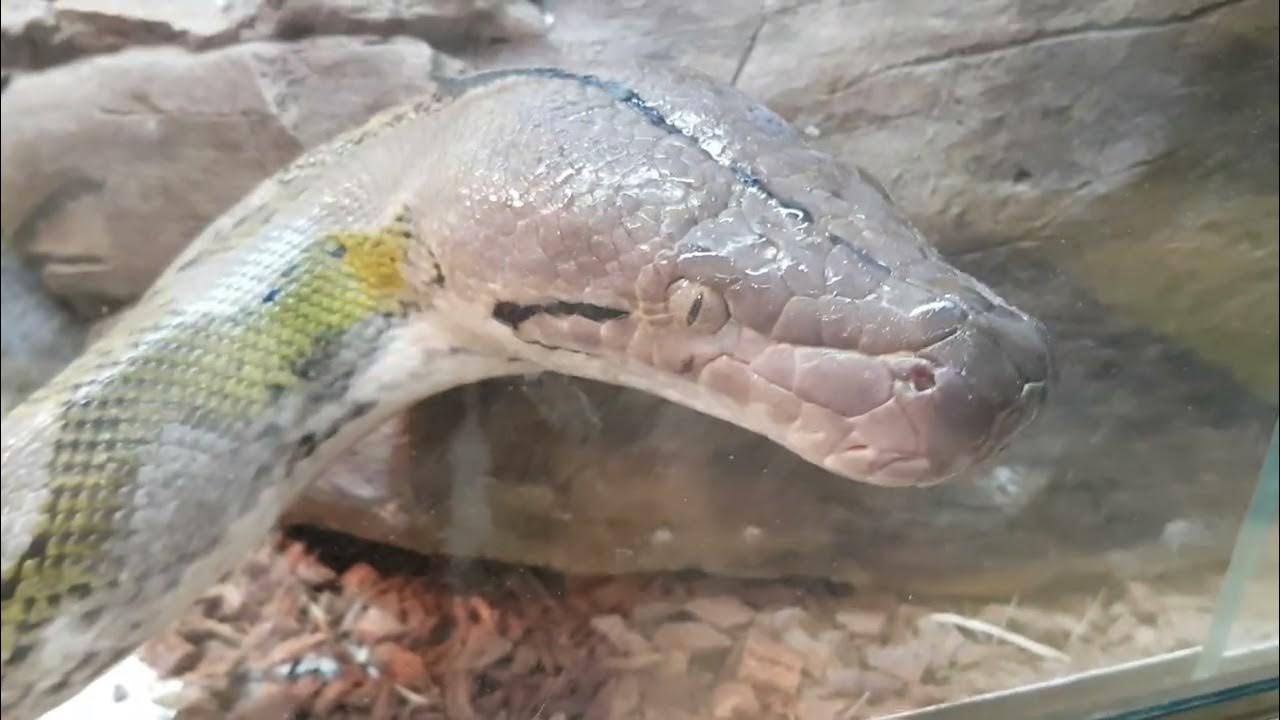 Python Snake - YouTube