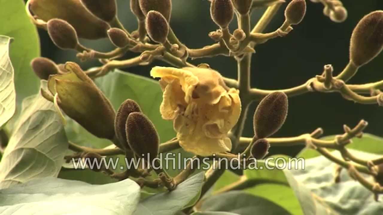 Kanak champa or Pterospermum acerifolium, a typical Delhi tree - YouTube