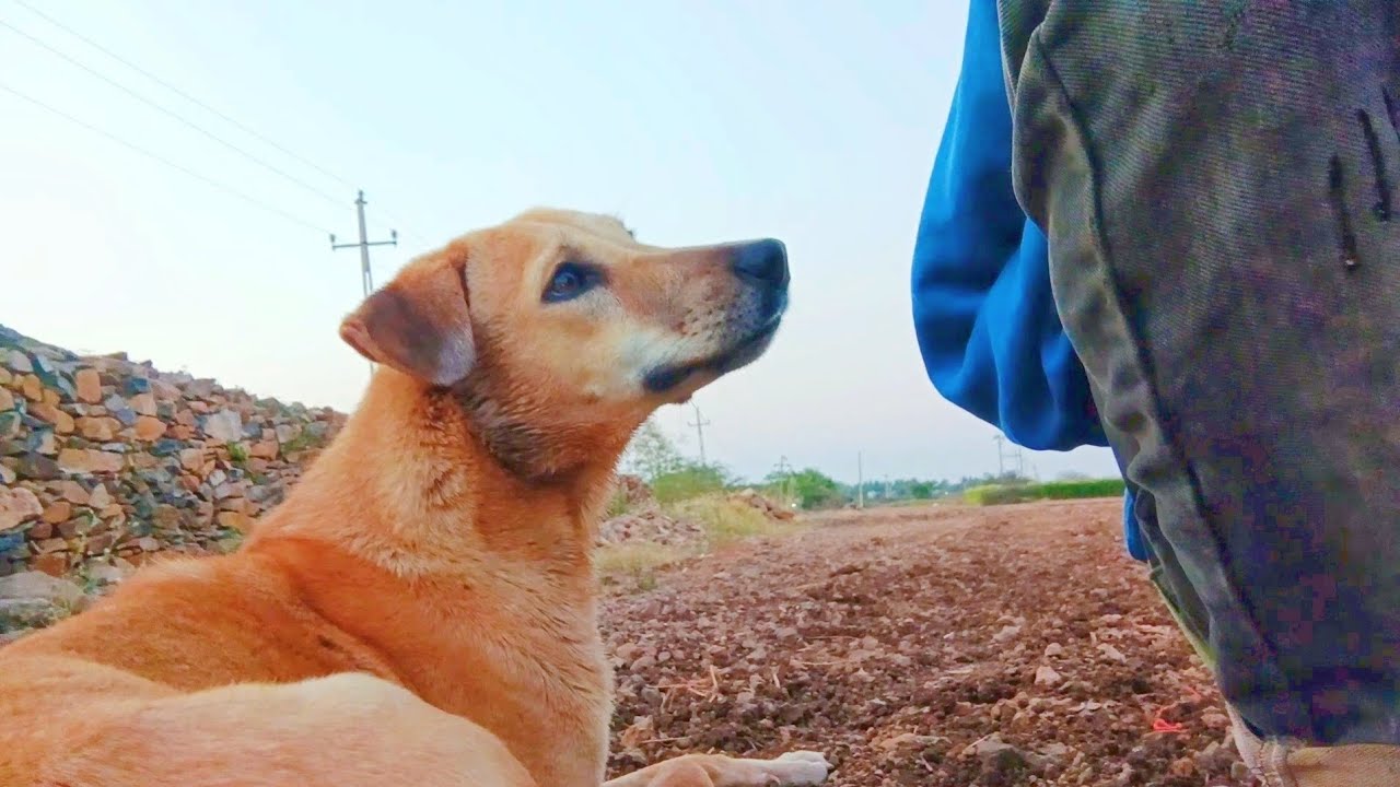 My dogs and puppies day life/ My life vlog /dogs Wale Baba vlogs - YouTube