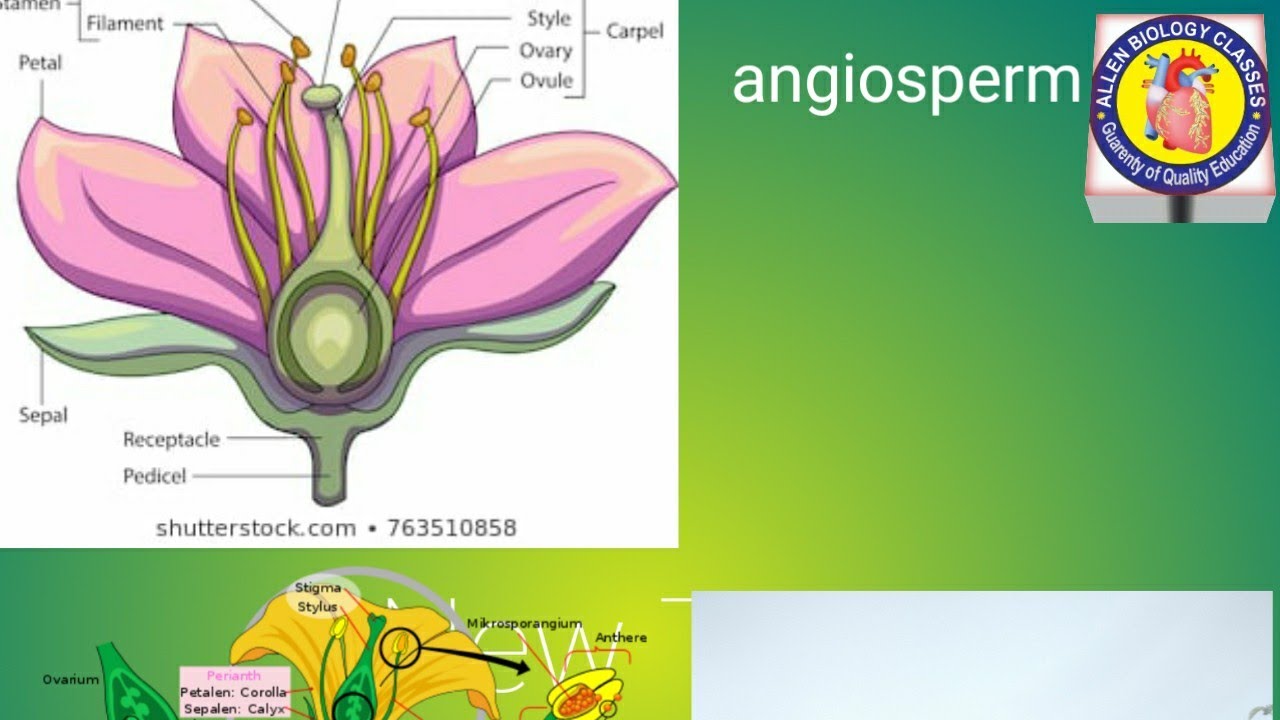 SEXUAL REPRODUCTION IN ANGIOSPERM (Part-3) - YouTube