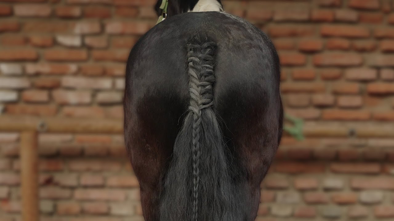 Die schnellste & schönste Schweif-Frisur - Pferde-Mähnen flechten ...