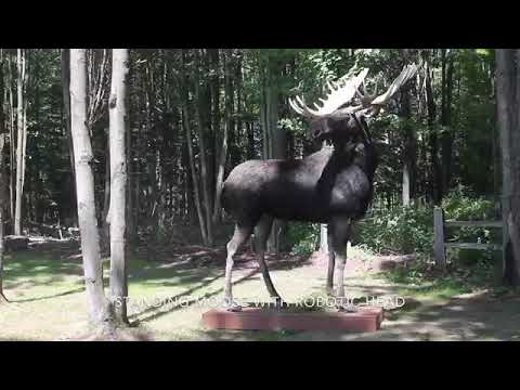 Robotic Moose Decoy www.roboticdecoys.com - YouTube
