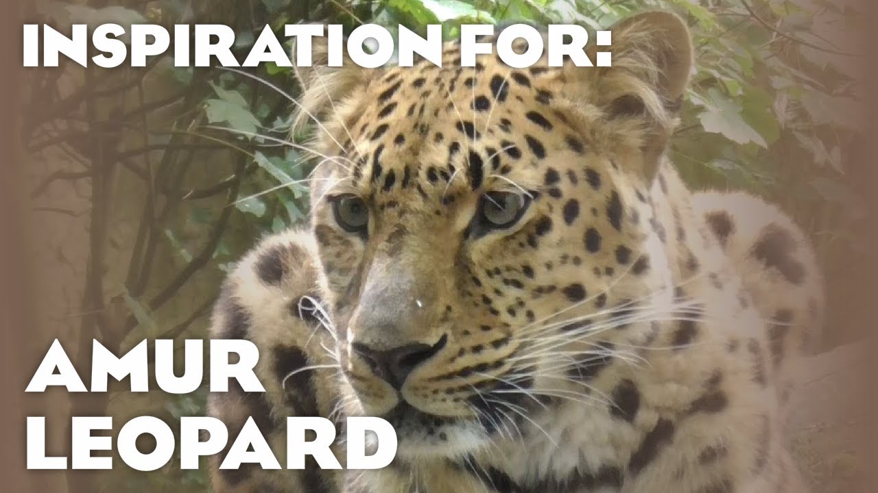 15 Real Leopard Habitats! (Planet Zoo Inspiration) - YouTube