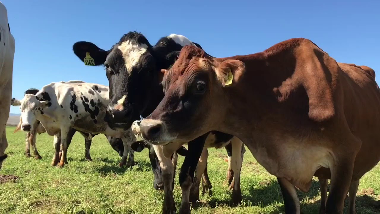 Noisestorm - Cow Rave - YouTube