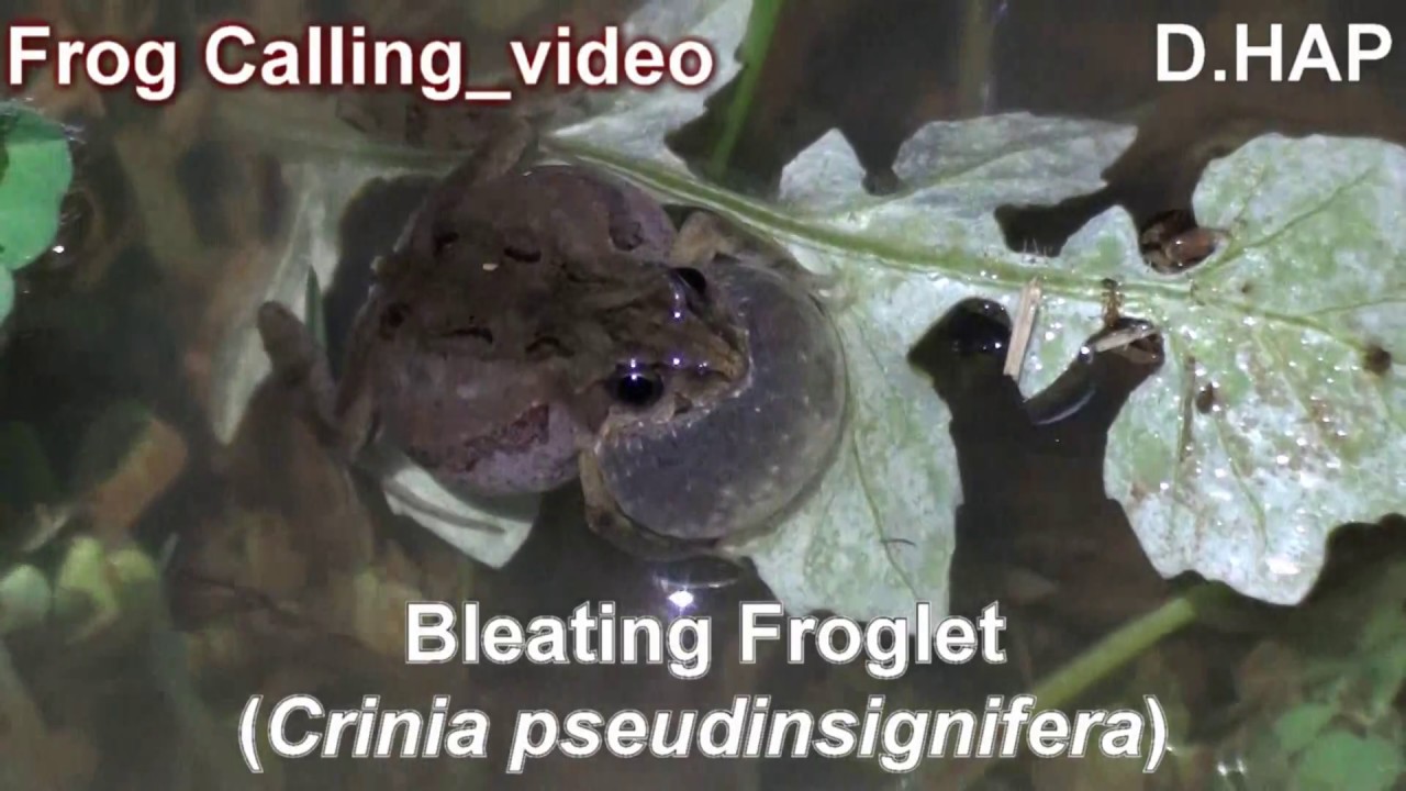 [호주_Australia] Crinia pseudinsignifera Calling_video (Bleating Froglet의 ...