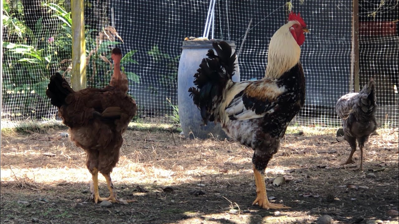 Raza criollo Colombiano - YouTube