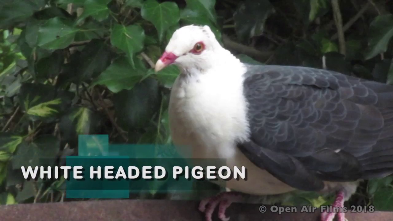 NATIVE BIRDS OF AUSTRALIA - WHITE HEADED PIGEON - YouTube