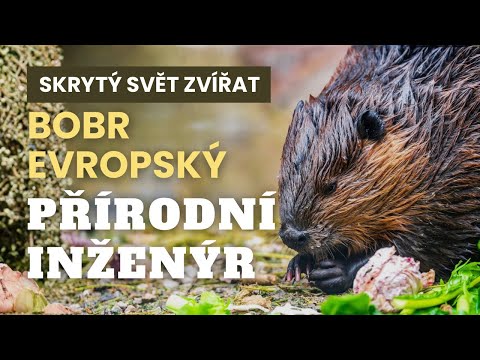 Bobr evropský: Přírodní inženýr, který mění krajinu během jediné noci