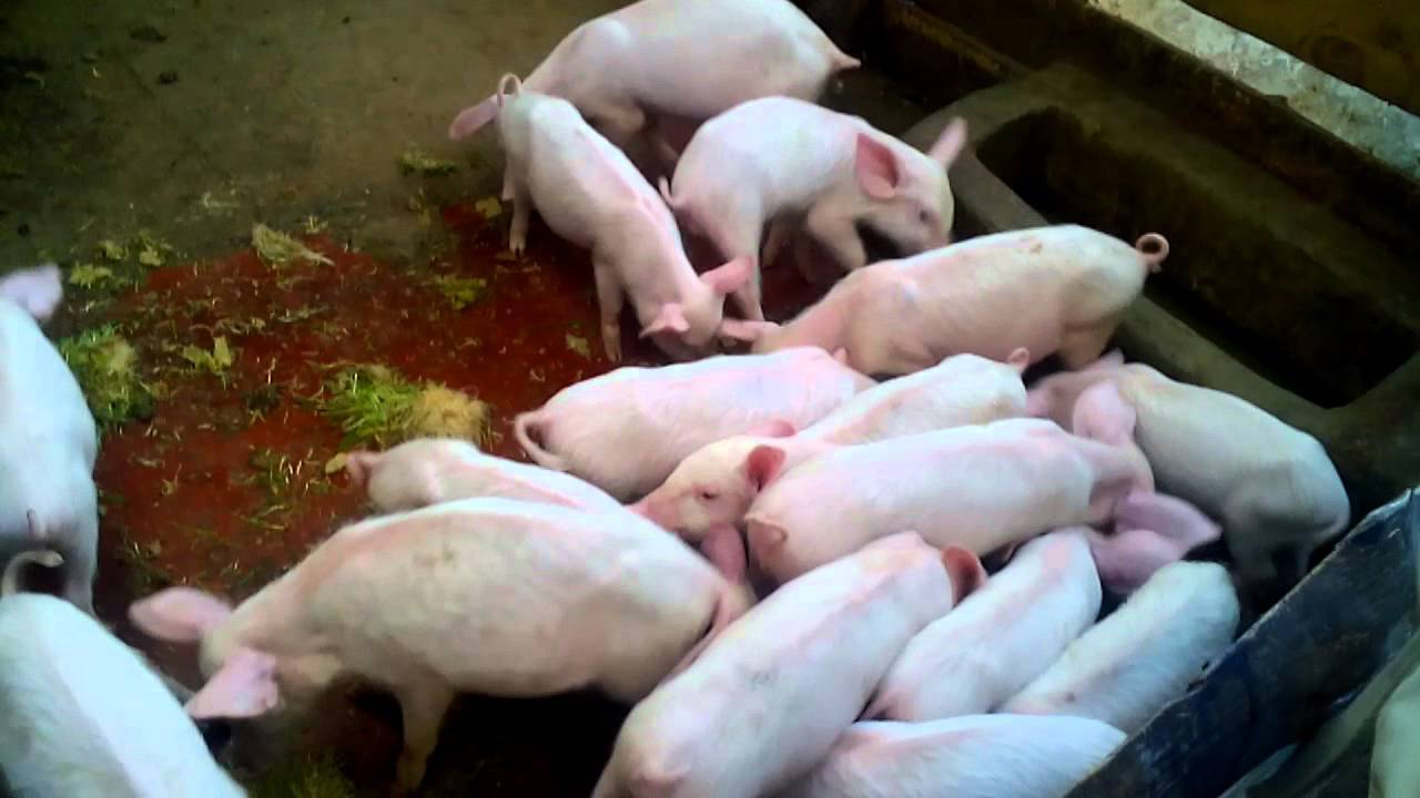 Hydroponic farming: Feeding pigs on hydroponic fodder. - YouTube