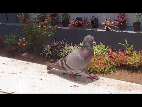 മാട പ്രാവ് | Blue Rock Pigeon | Mada pravu | Pigeon | Pravu - YouTube
