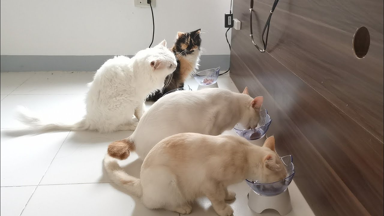 Cat Elevated bowl from shopee|| Clowder zone - YouTube