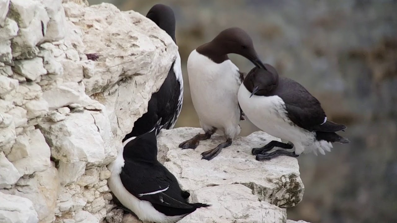 Gullemots & Razorbills,Flamborough Head,East Yorkshire. - YouTube