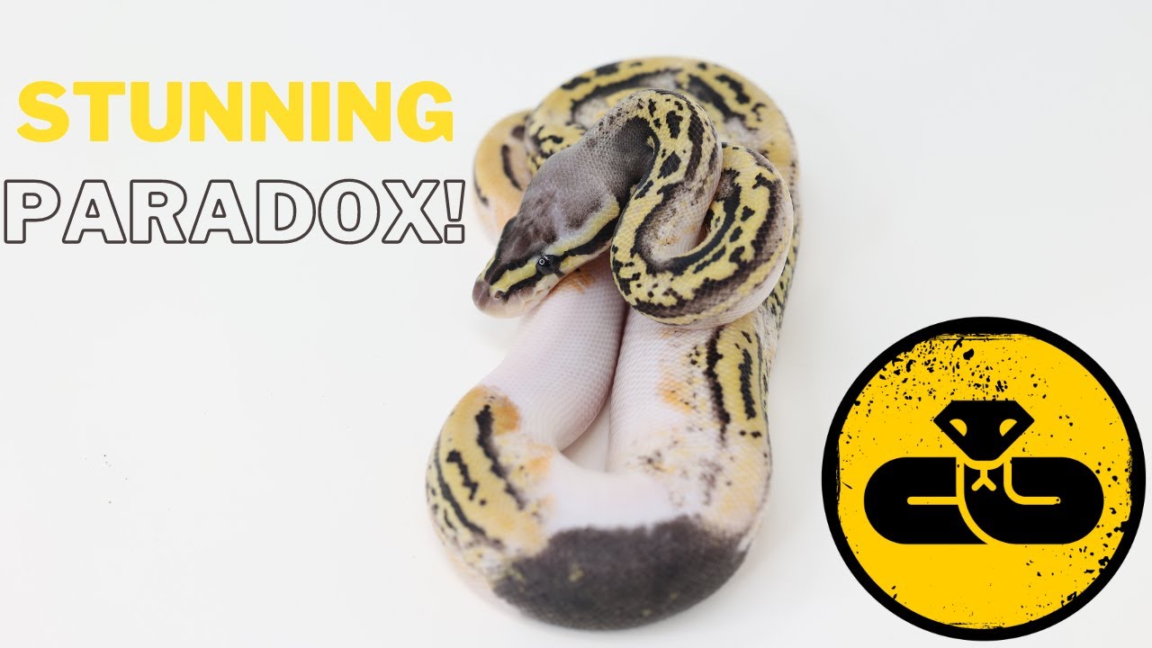 KILLER ORANGE DREAM YELLOWBELLY LEO PIED 66% HET CLOWN BALL PYTHON CLUTCH ID - YouTube