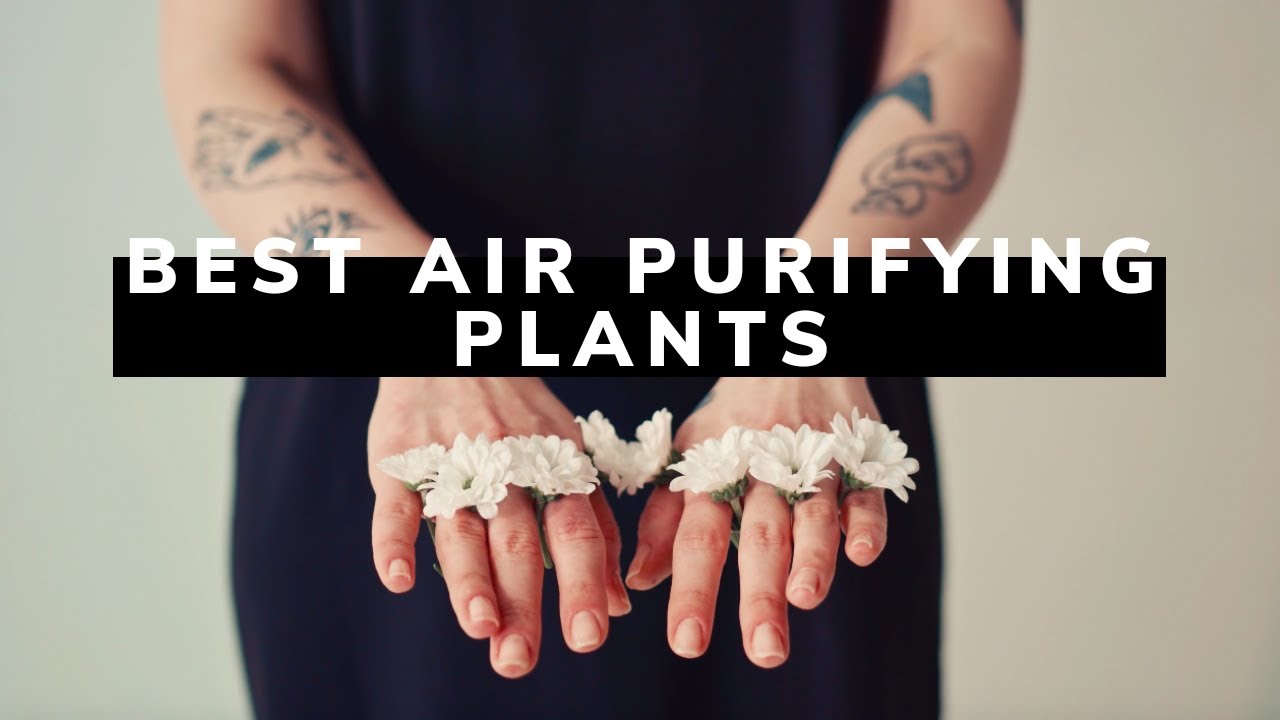 Plants That Give Oxygen 24 Hours House Plants Air Purifying Indoor Plants That Give Oxygen 24 Hours House Plants Air Purifying Indoor