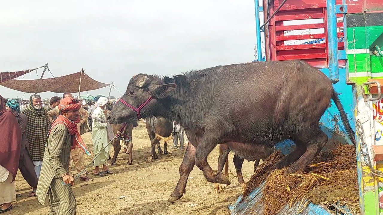 National Buffalo nice quality unloding/Msa cattle life - YouTube