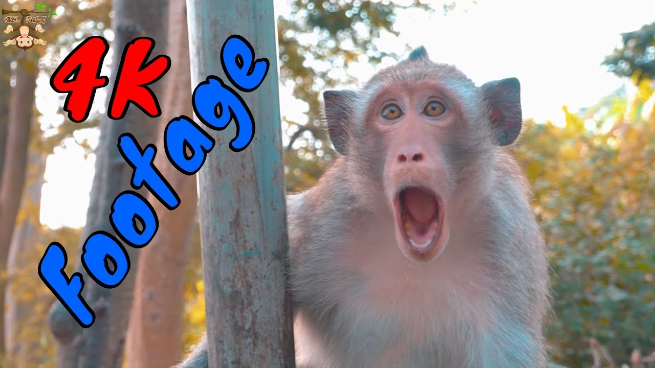 4K Quality Animal Footage - Monkeys Beautiful Scenes Episode 22 | Viral ...