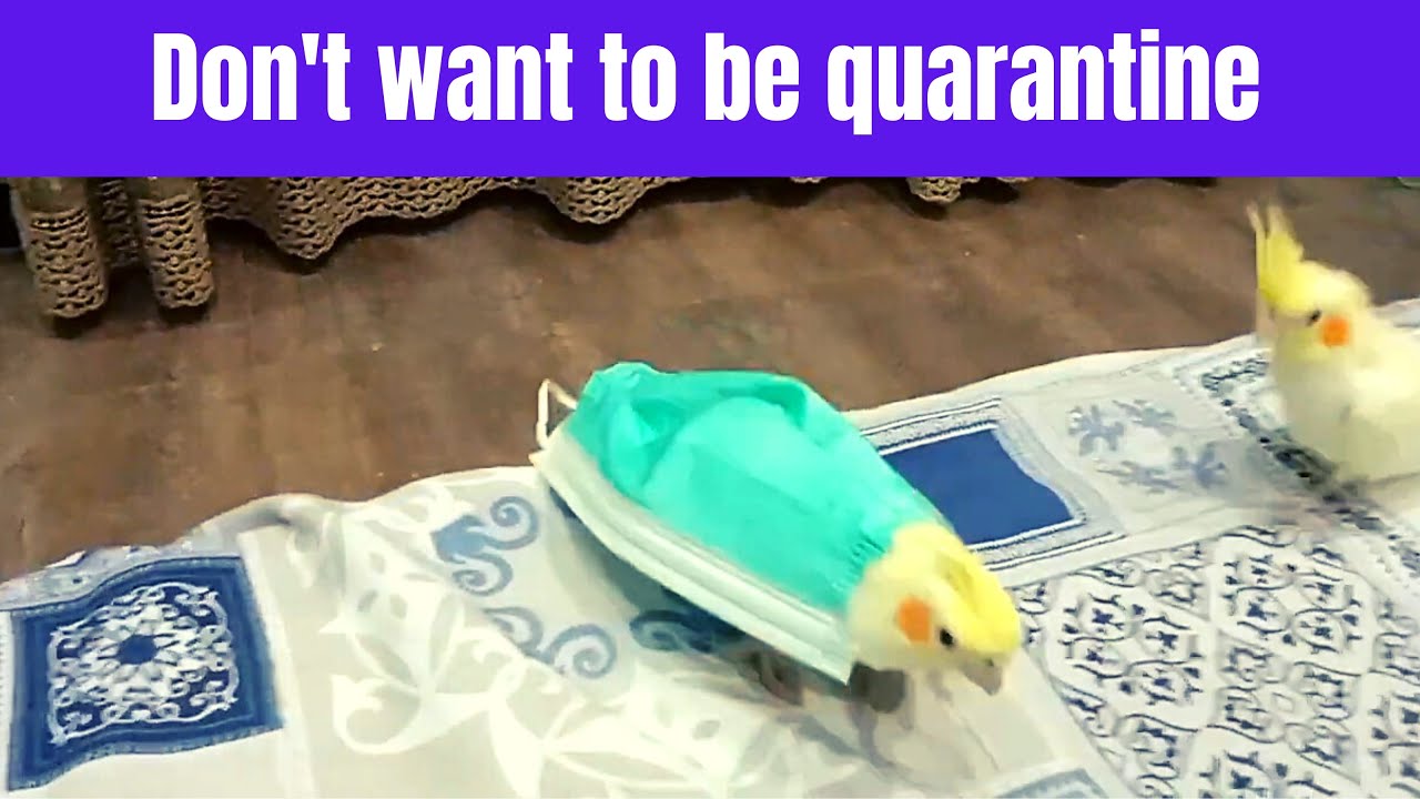 Don't want to be quarantine | Love bird - YouTube