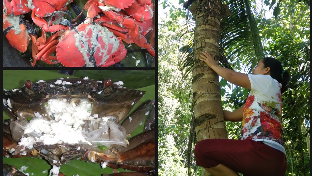 Cooking king crab with coconut meat - YouTube