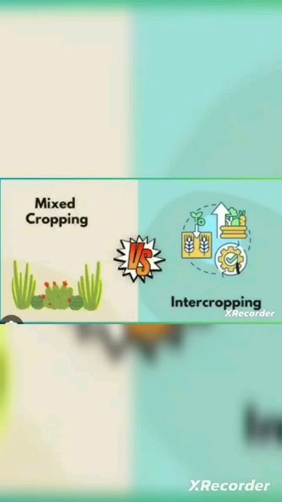 Maximizing Yield: Mixed Cropping and Intercropping Demystified - Class ...