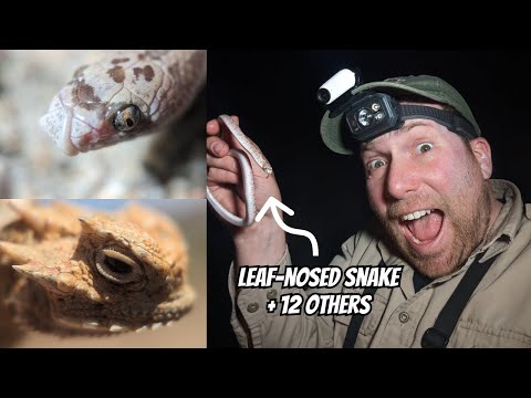 What Insects Are In The Mojave Desert