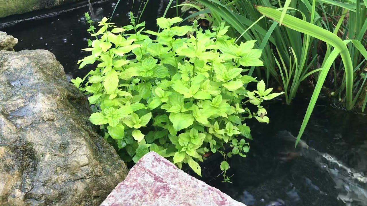 Mint (Mentha) - Bog Floating Pond Plants - YouTube